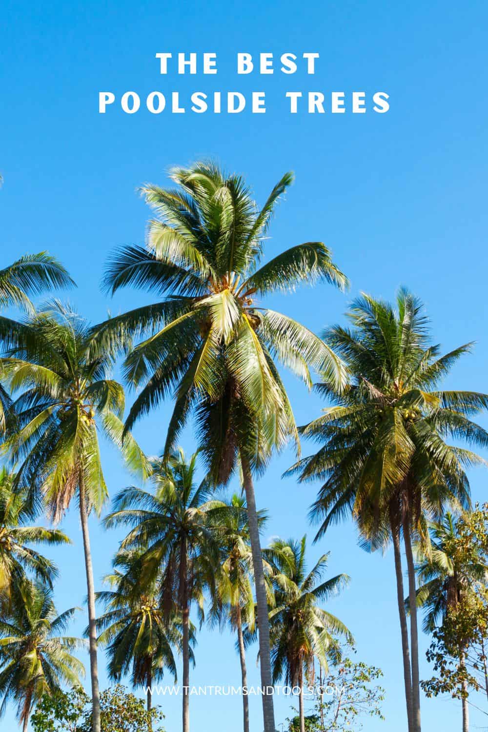 Trees to Plant Around a Pool by Climate